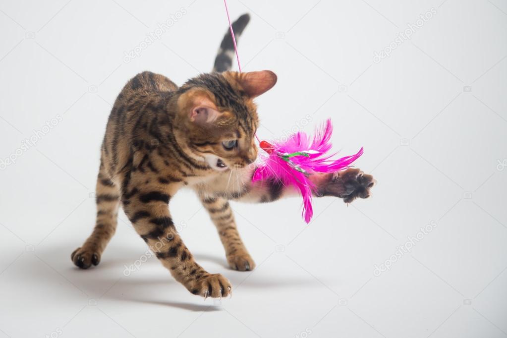 Bengal cat playing on white background Stock Photo by ©yakushkina 102747820