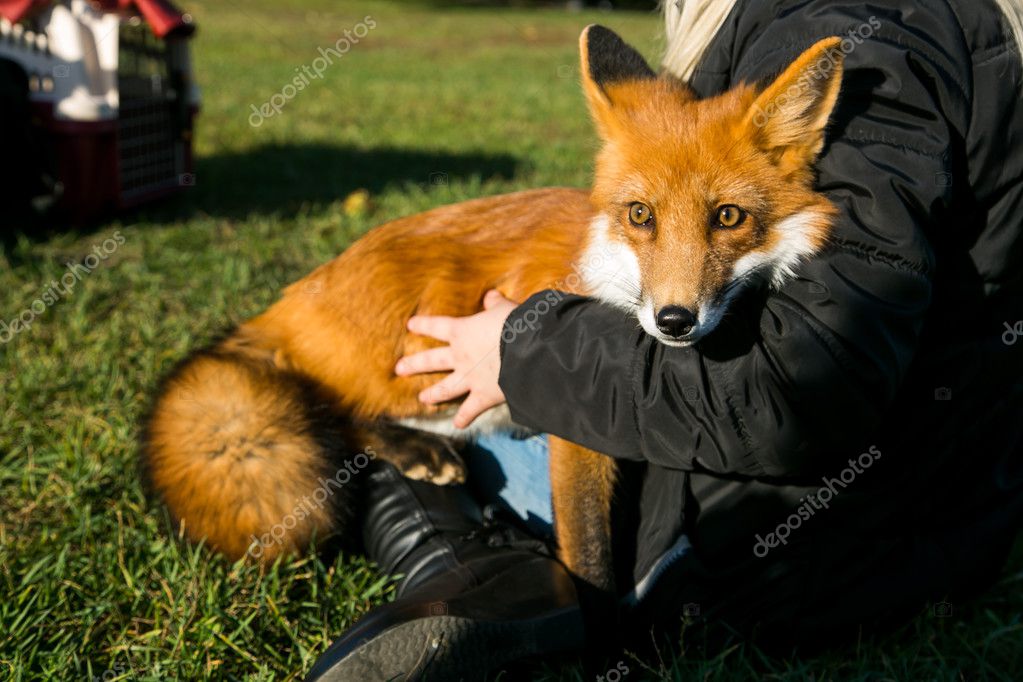 Beautiful red fox — Stock Photo © yakushkina #87760160