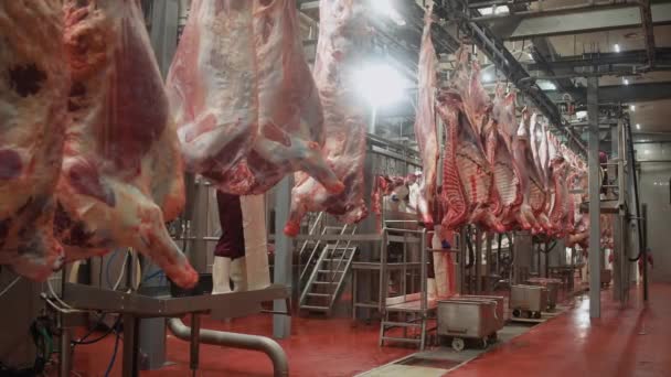 1,503 Carcass meat Videos, Royalty-free Stock Carcass meat Footage ...