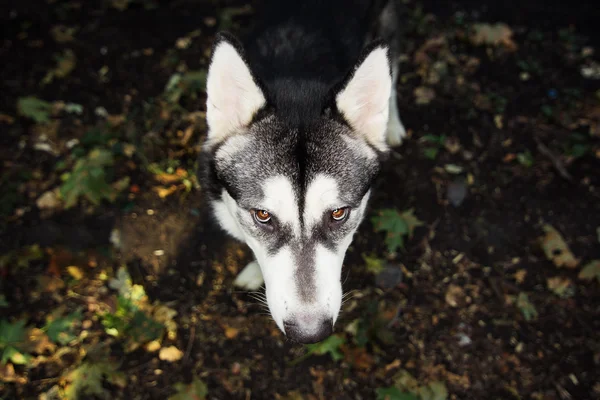 Offend animals Images - Search Images on Everypixel