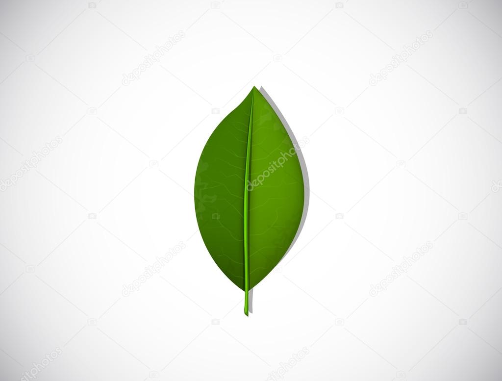 Vector leaf isolated on white background. Stock Vector Image by ...
