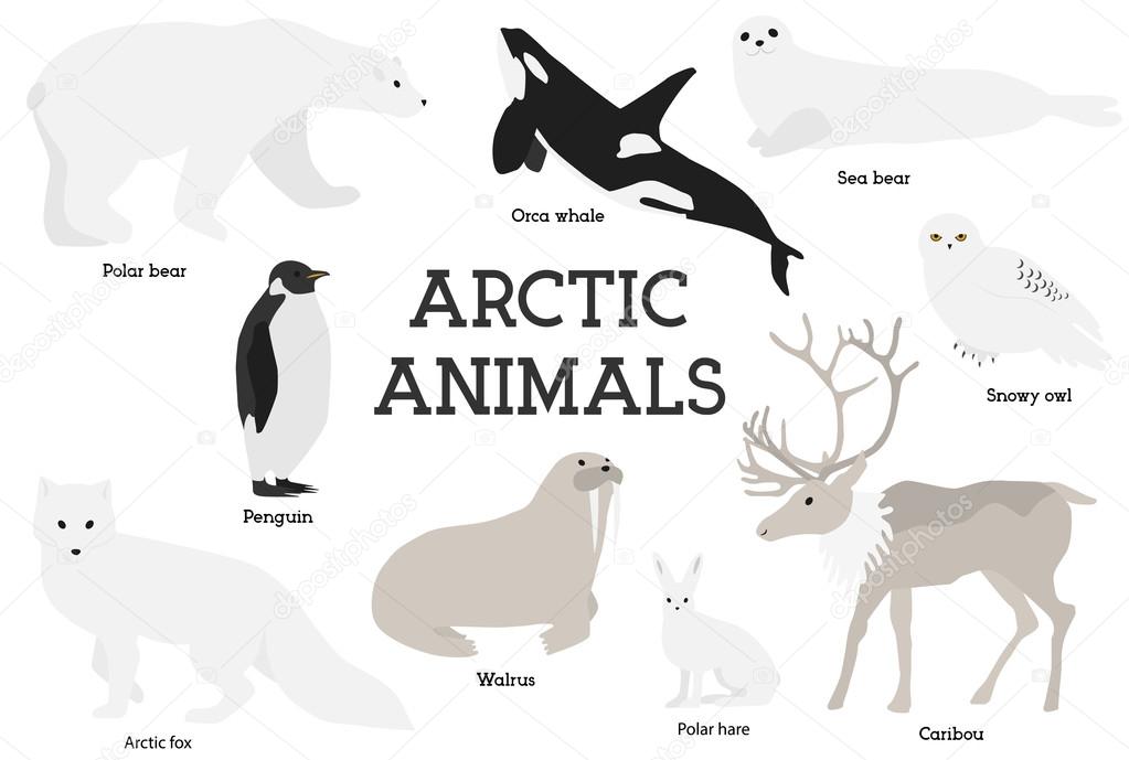 Arctic Animal Drawings