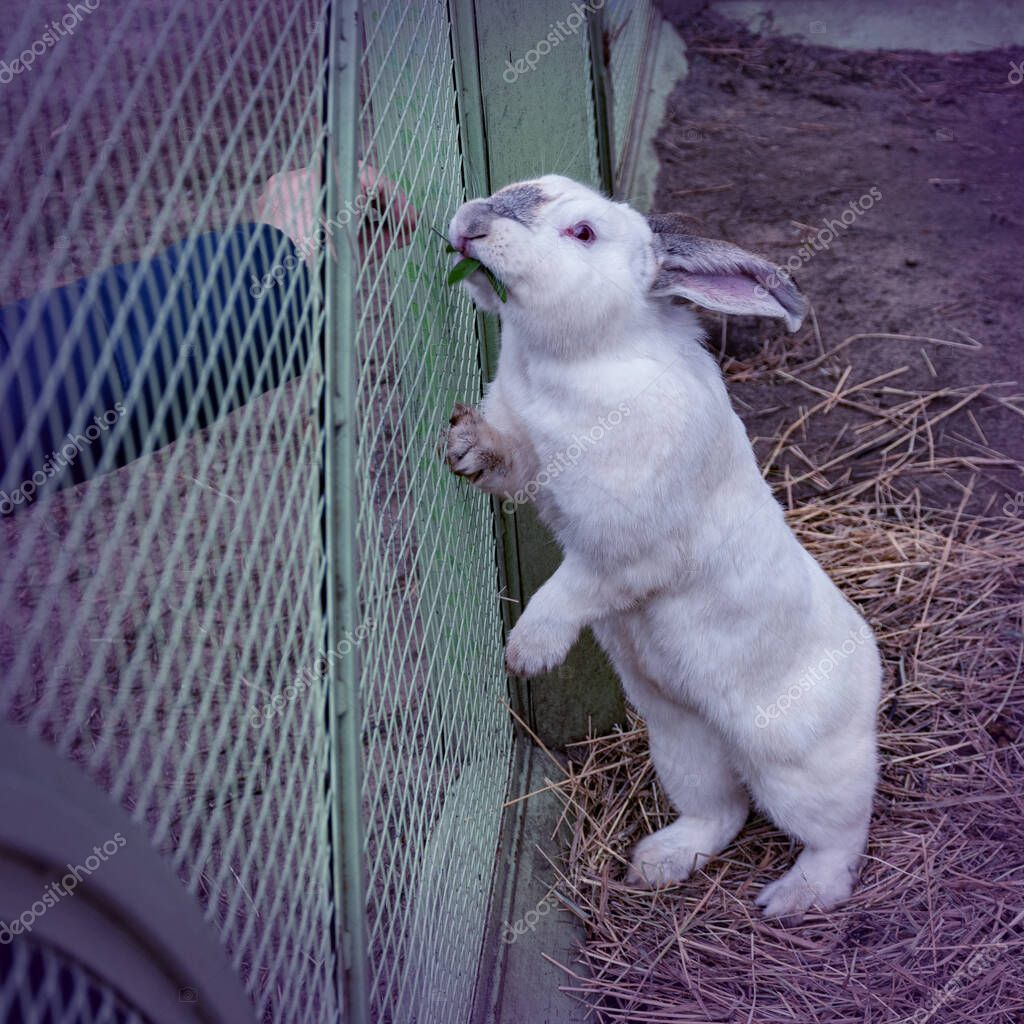 Un conejo blanco, en una jaula. El conejo blanco come hojas de trébol ...
