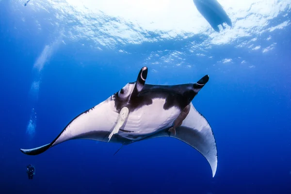 Manta underwater in the blue ocean background Stock Photo by ©izanbar ...