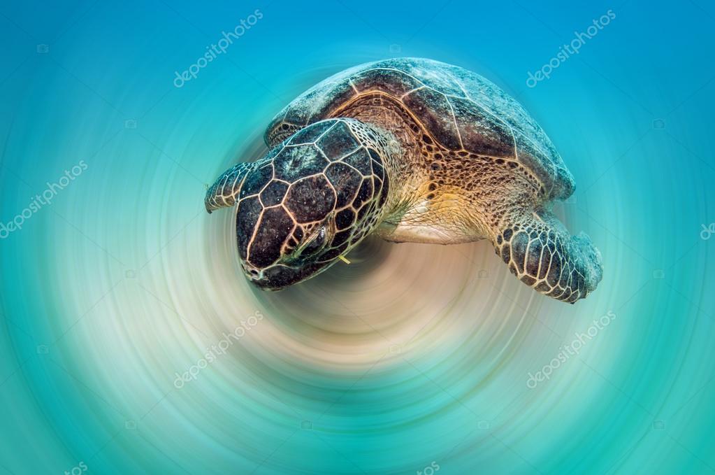 Sea Turtle at Turkey — Stock Photo © Divepics #94351502