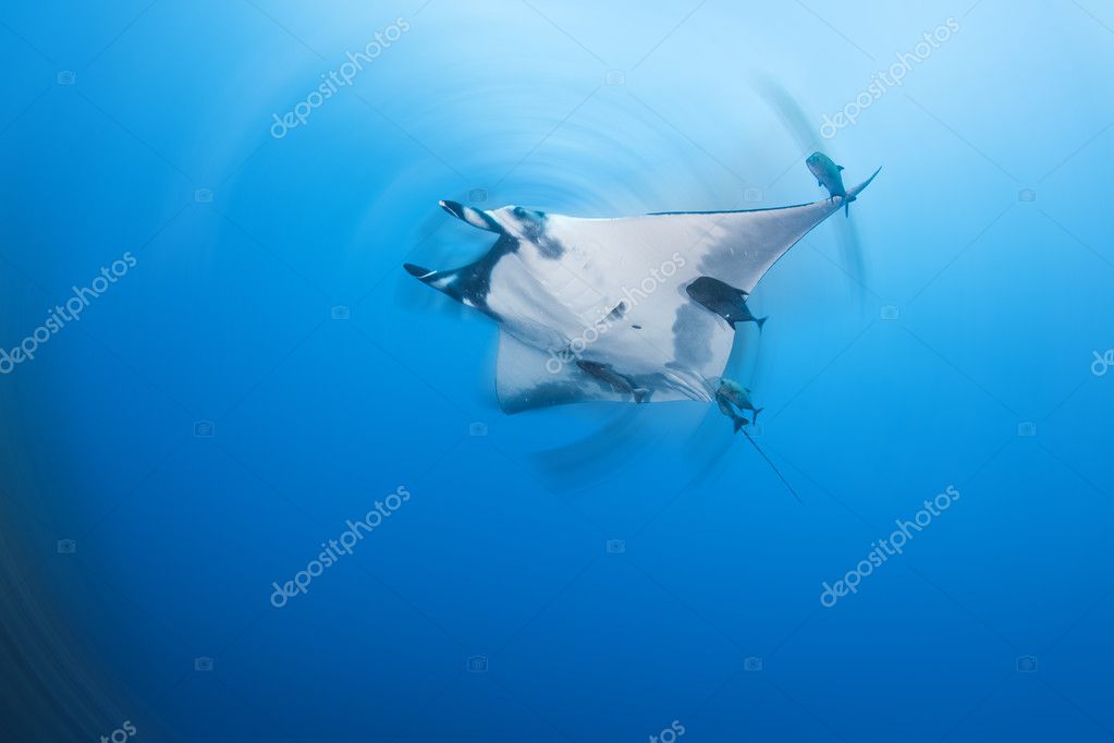 Manta Ray during a scuba dive — Stock Photo © Divepics #94534772