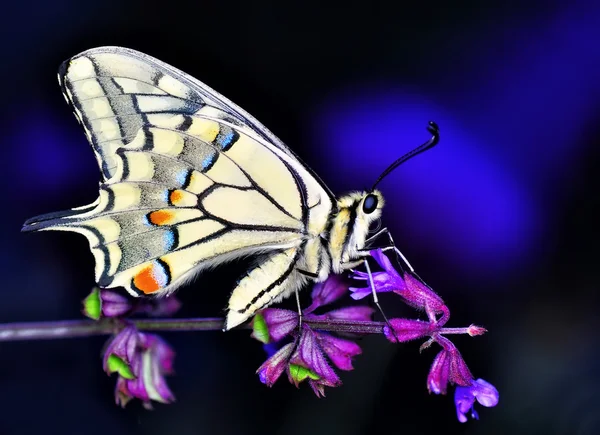 Free images of spooky butterfly images libres de droit, photos de Free ...