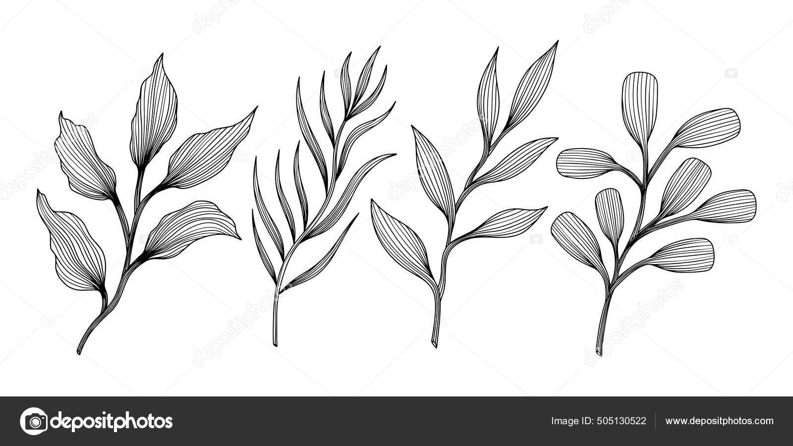 Illustration Leaves Line Art Eps Stock Vector by ©ARTSTOK 505130522