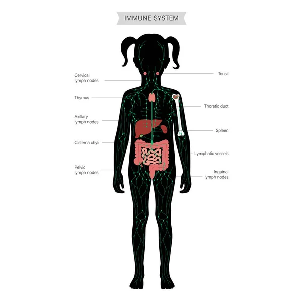 Lymphatic system in human body Stock Vector by ©Pikovit 447086932