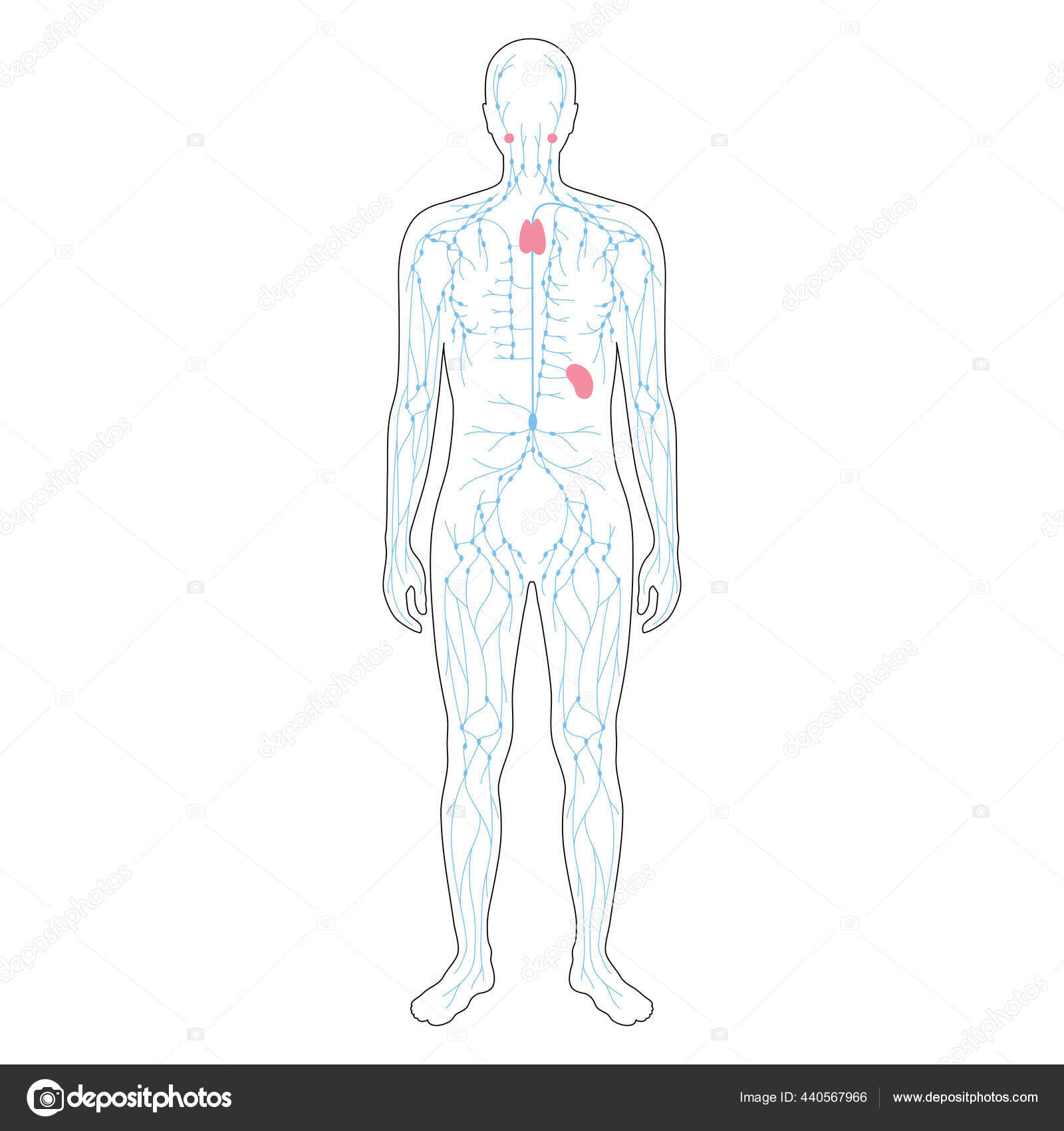 Lymphatic system concept Stock Vector by ©Pikovit 440567966