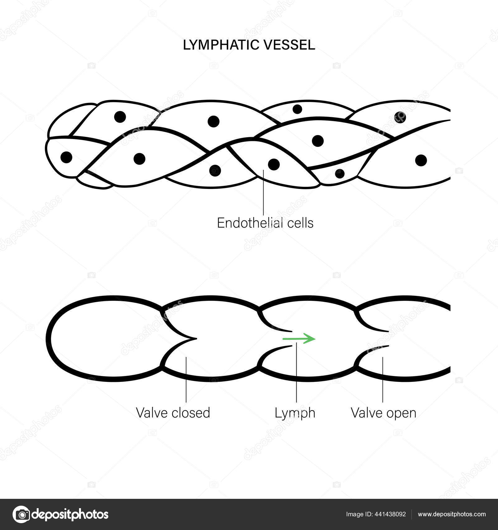 Lymphatic vessel concept Stock Vector Image by ©Pikovit #441438092