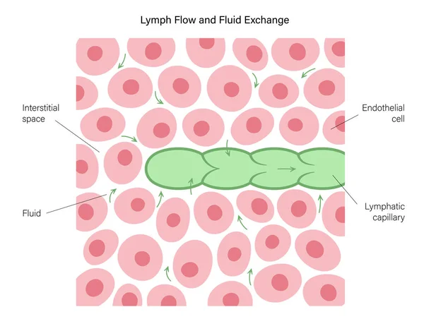 Konsep wadah limfatik Vektor Stok oleh ©Pikovit 441437246