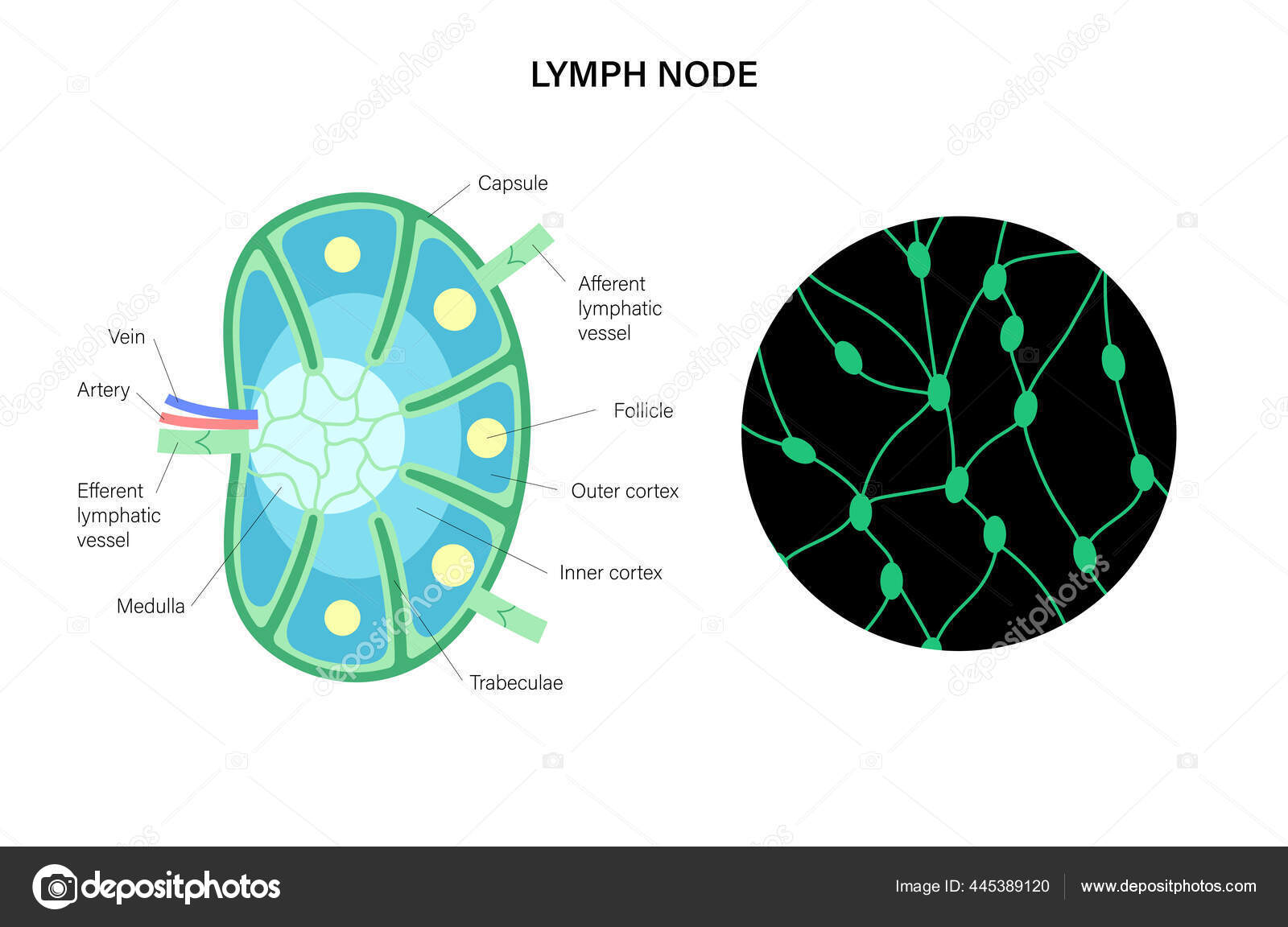 Lymph node anatomy Stock Vector Image by ©Pikovit #445389120