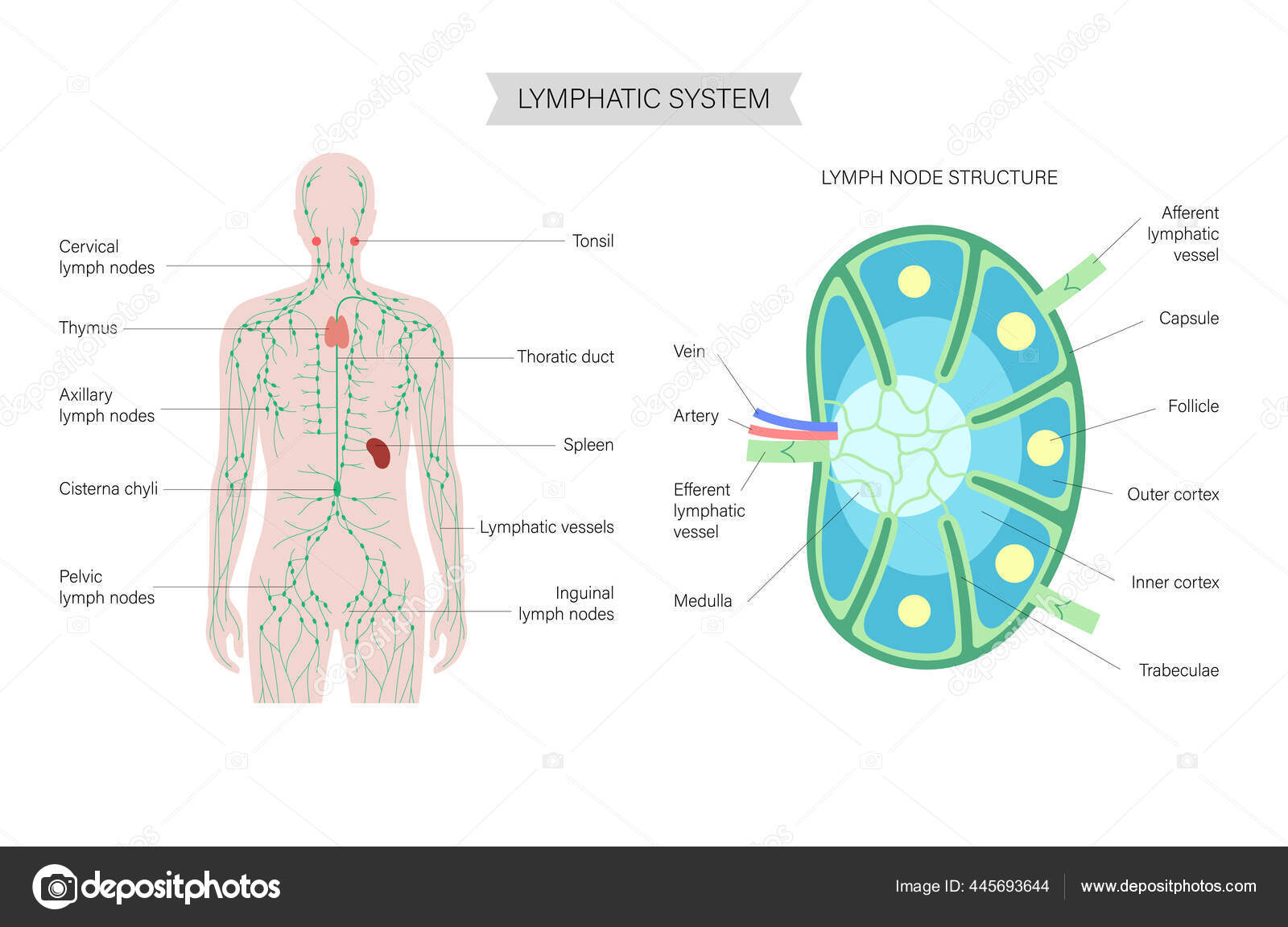Anatomi node Lymph Vektor Stok oleh ©Pikovit 445693644