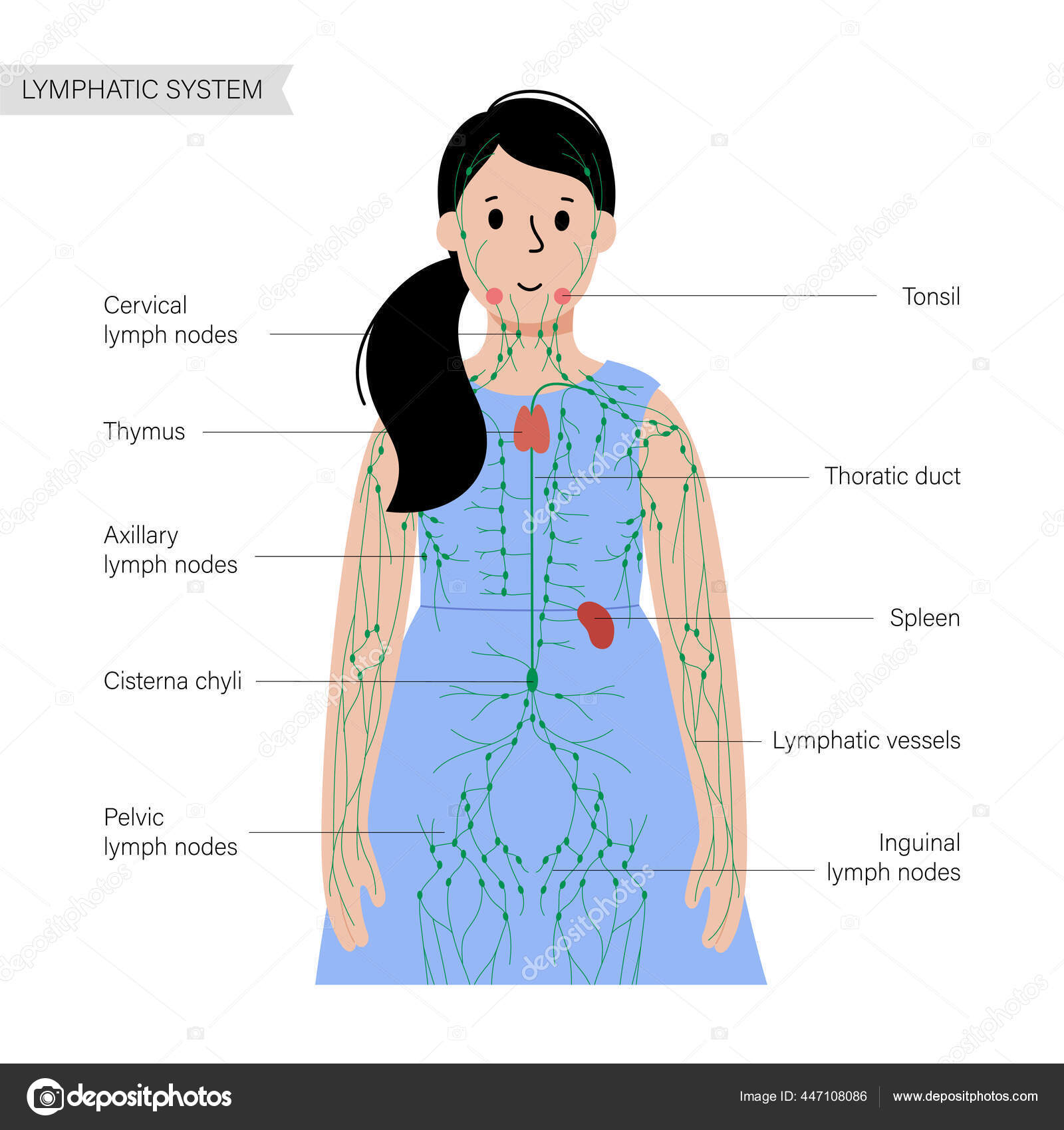 Système lymphatique dans le corps humain image vectorielle par Pikovit ...