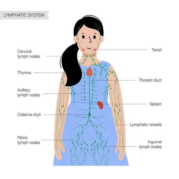 611 Lymphatic system Vector Images | Depositphotos