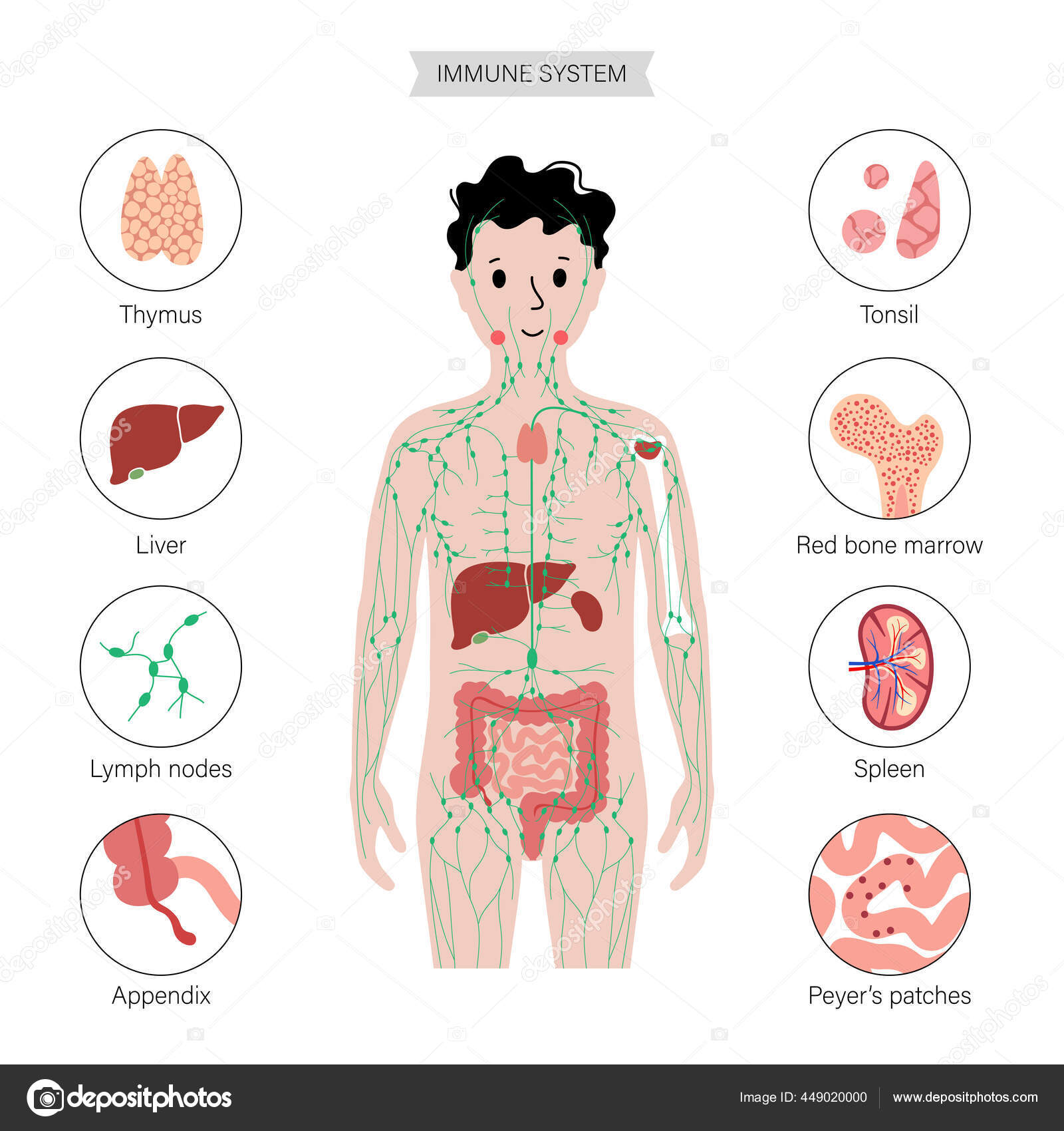 Appendix Function In Immune Endocrine Lymphatic System
