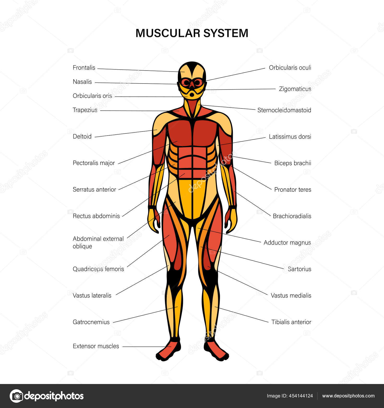Menselijk spierstelsel vectorafbeelding door © Pikovit ⬇ Vectorstock #454144124