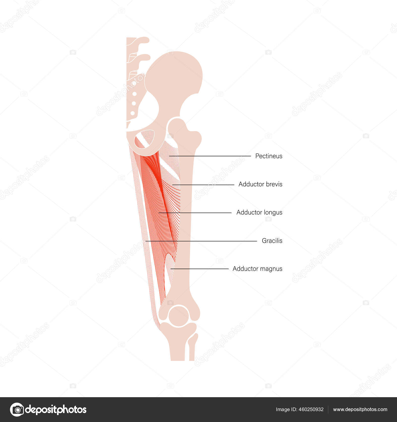 Muscular system legs Stock Vector Image by ©Pikovit #460250932