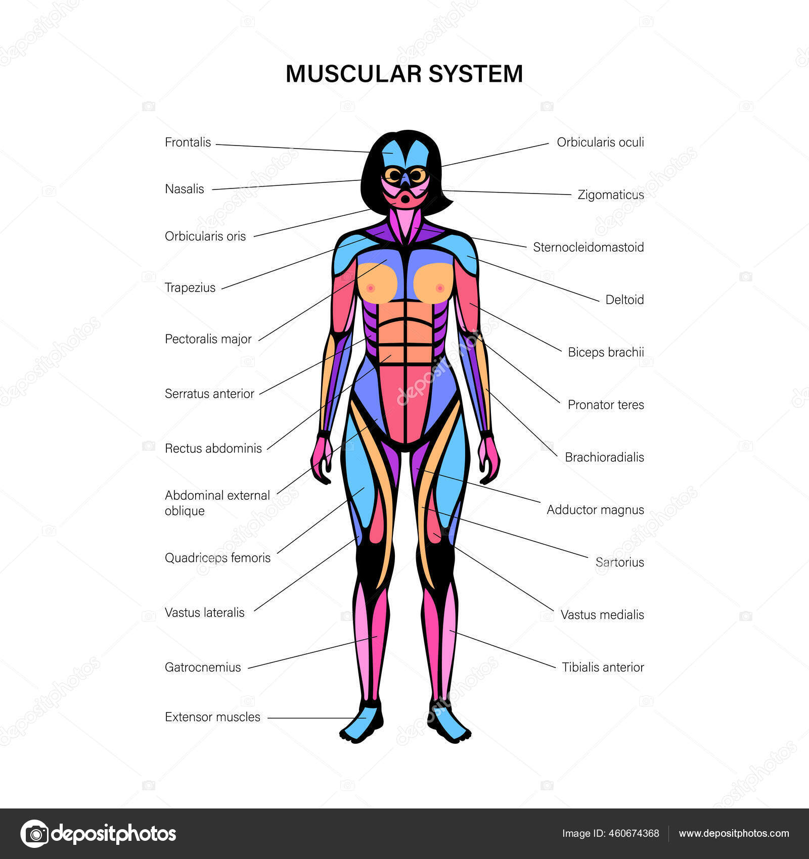 Human muscular system Stock Vector Image by ©Pikovit #460674368