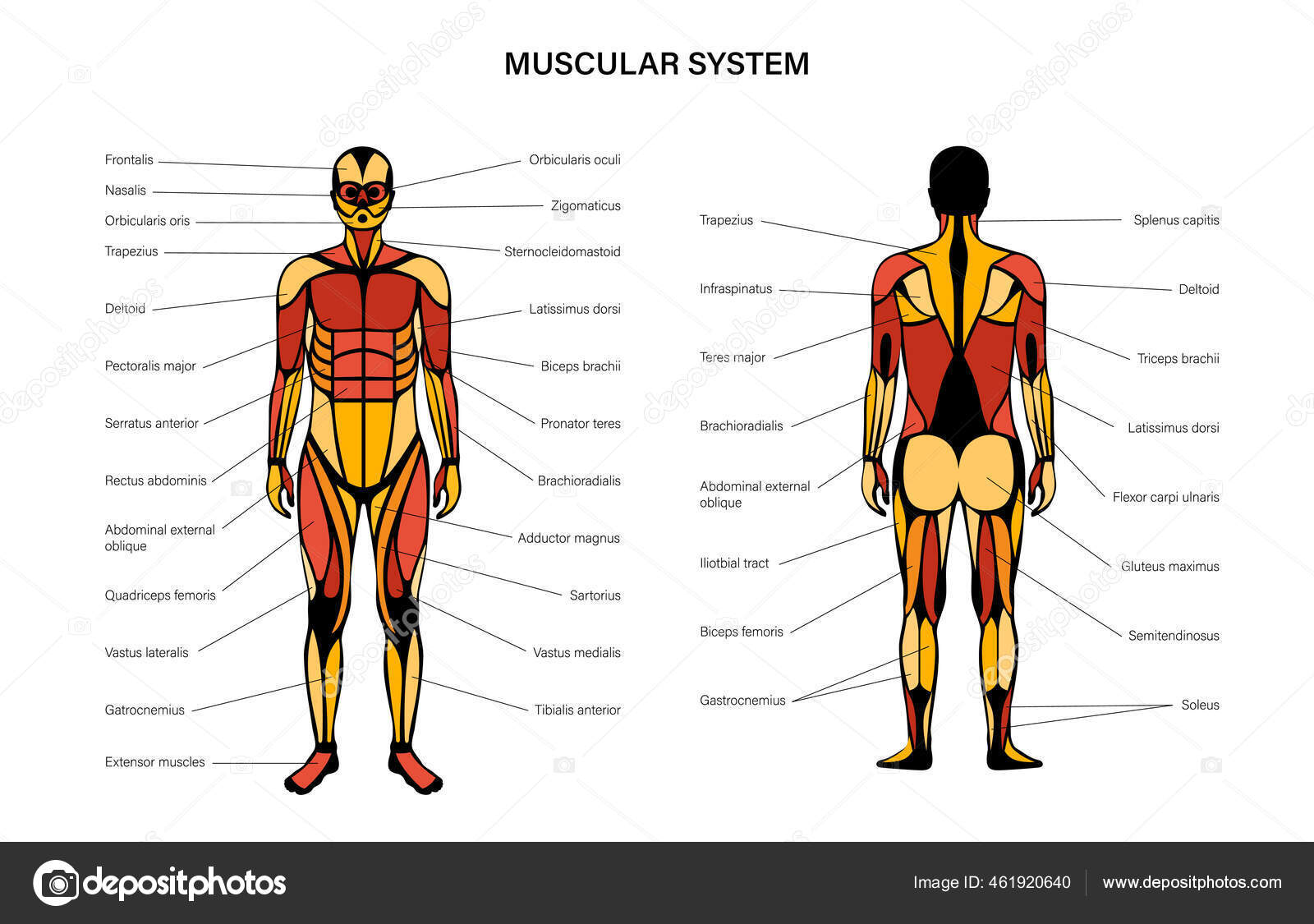 Human Muscle System Diagram
