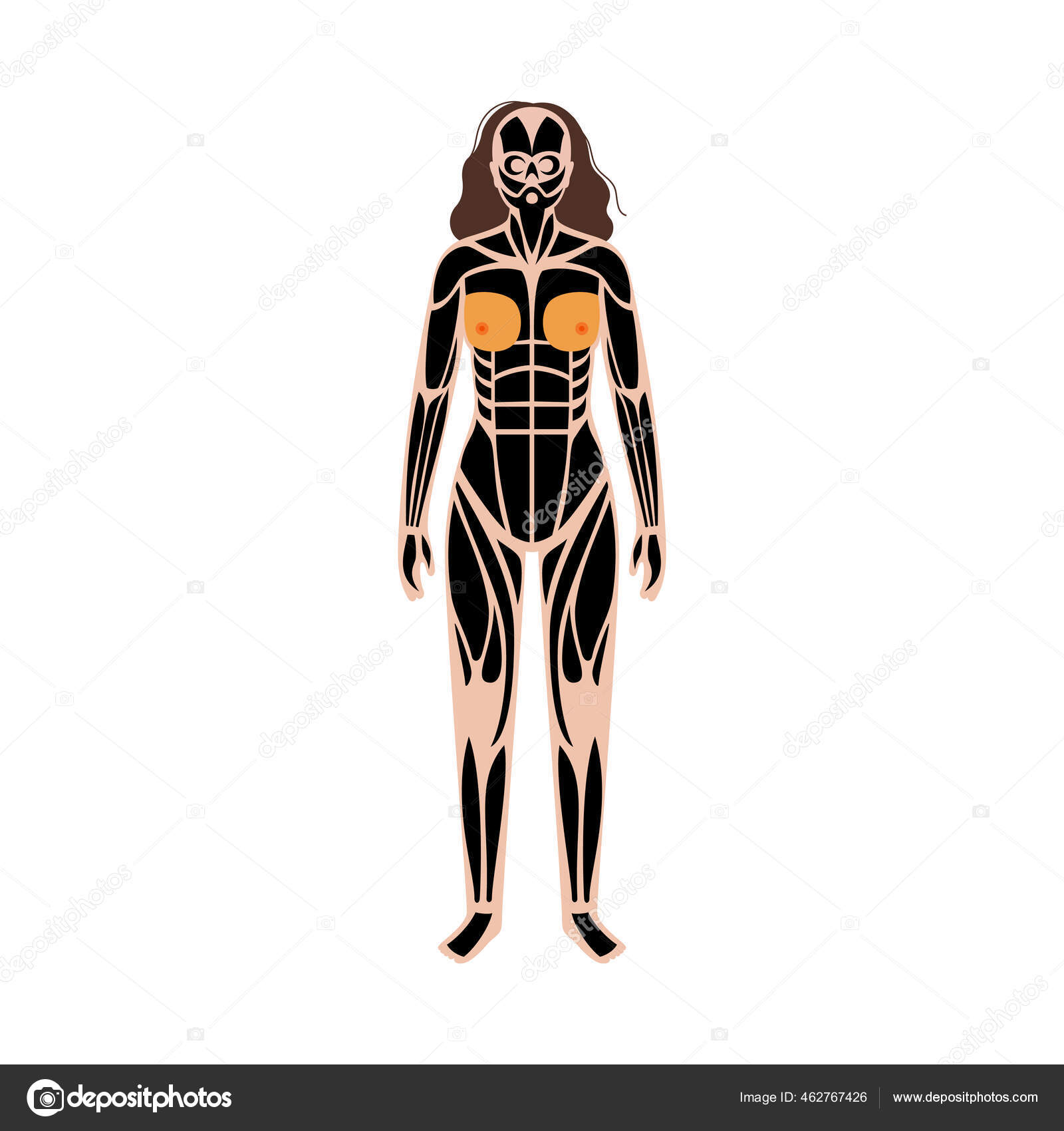 Human muscular system Stock Vector Image by ©Pikovit #462767426