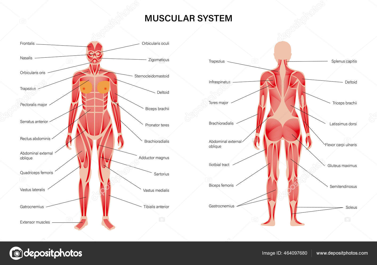 Sistema muscular humano Vector de stock por ©Pikovit 464097680