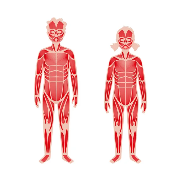 175 Muscle groups Vector Images | Depositphotos