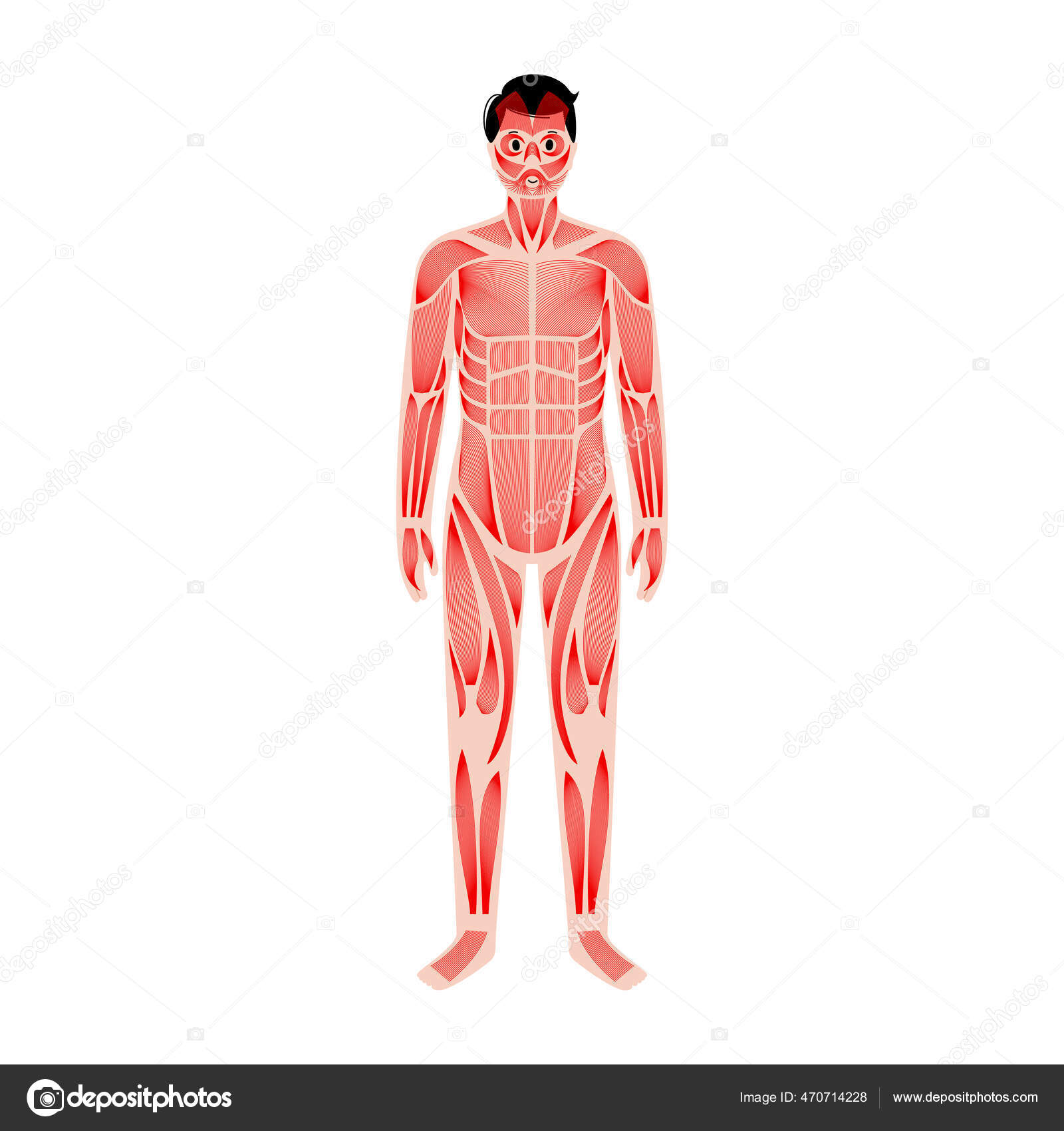 Menselijk spierstelsel stockvector door ©Pikovit 470714228