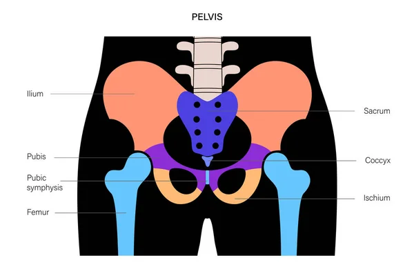 Anatomie du bassin images libres de droit, photos de Anatomie du bassin ...