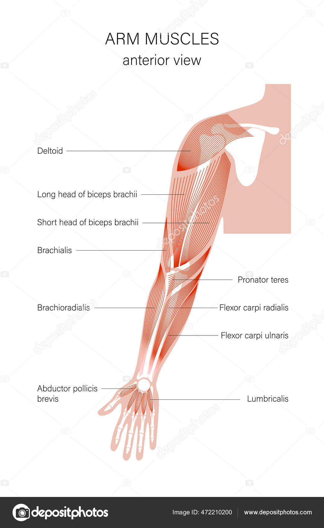 Muscular system arms Stock Vector by ©Pikovit 472210200