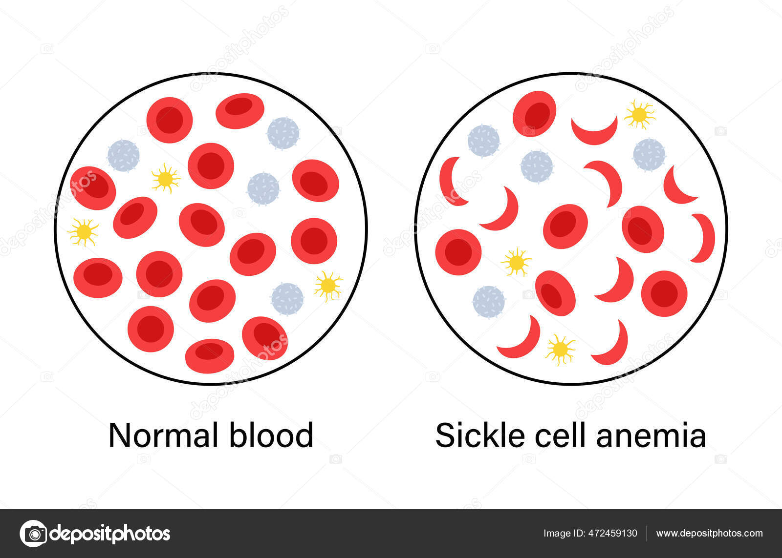 Blood structure concept Stock Vector Image by ©Pikovit #472459130