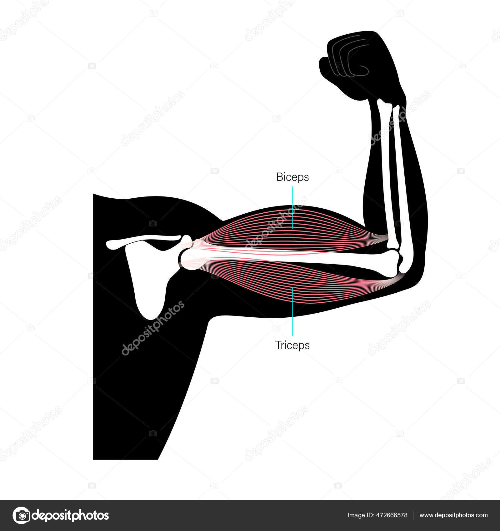 Anatomía de bíceps y tríceps Vector de stock #472666578 de ©Pikovit