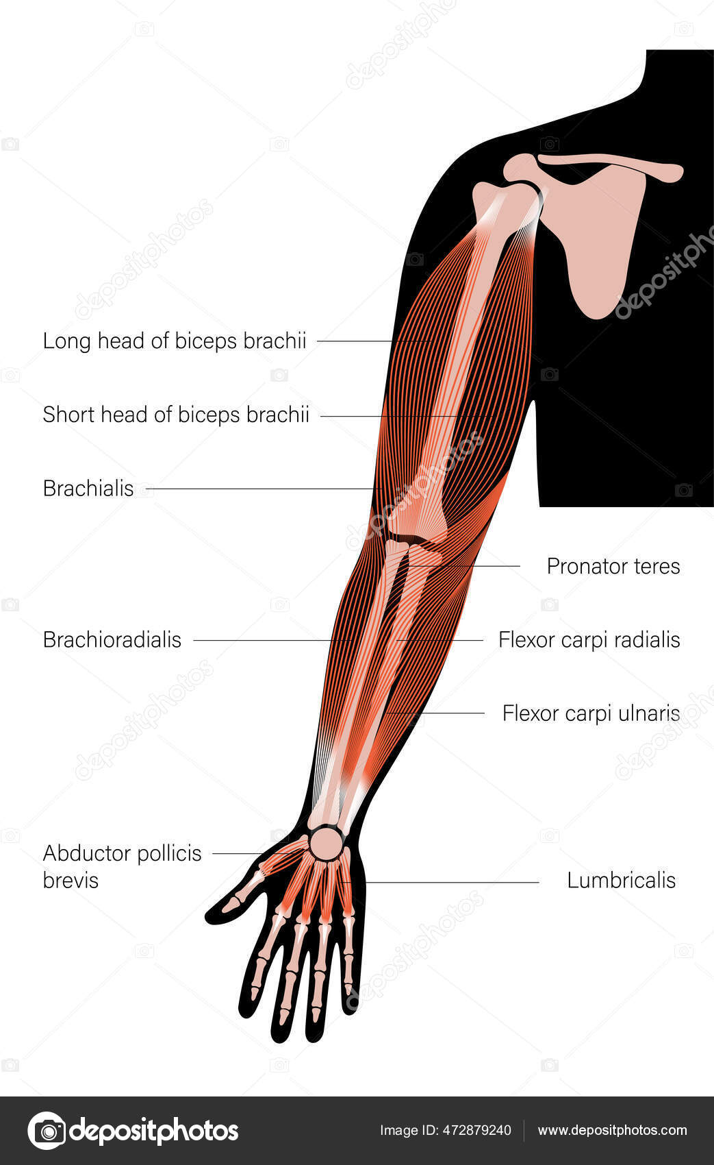 Muscular System Forearm