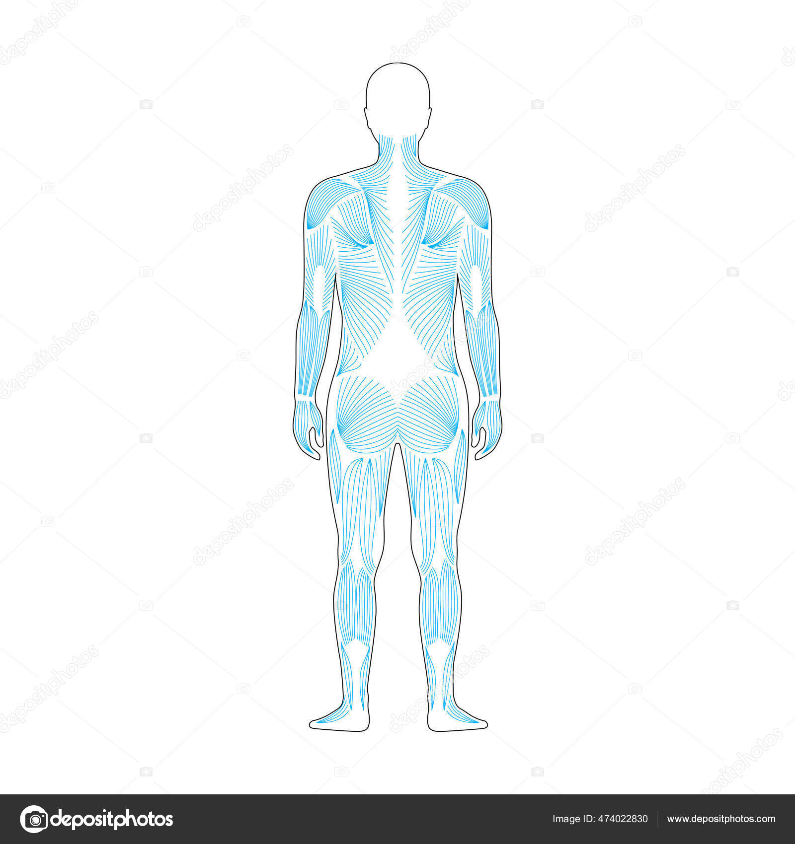Human muscular system Stock Vector Image by ©Pikovit #474022830
