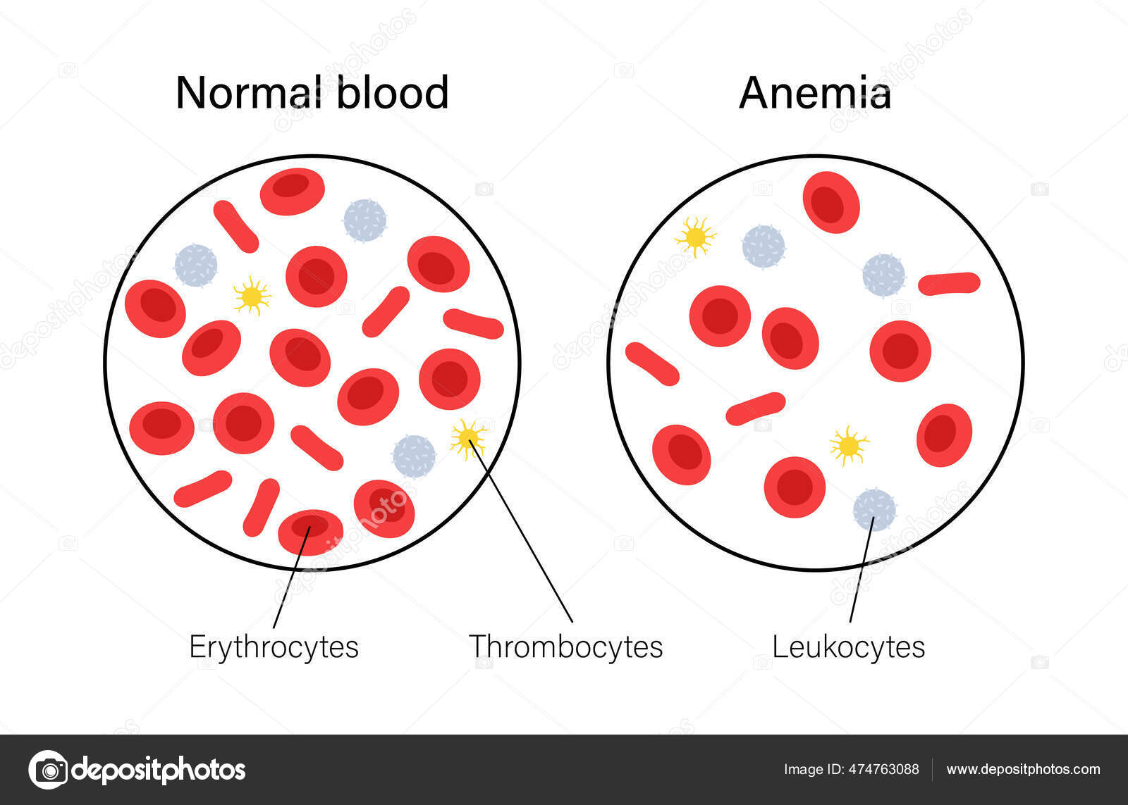 Thrombocytes Under Microscope