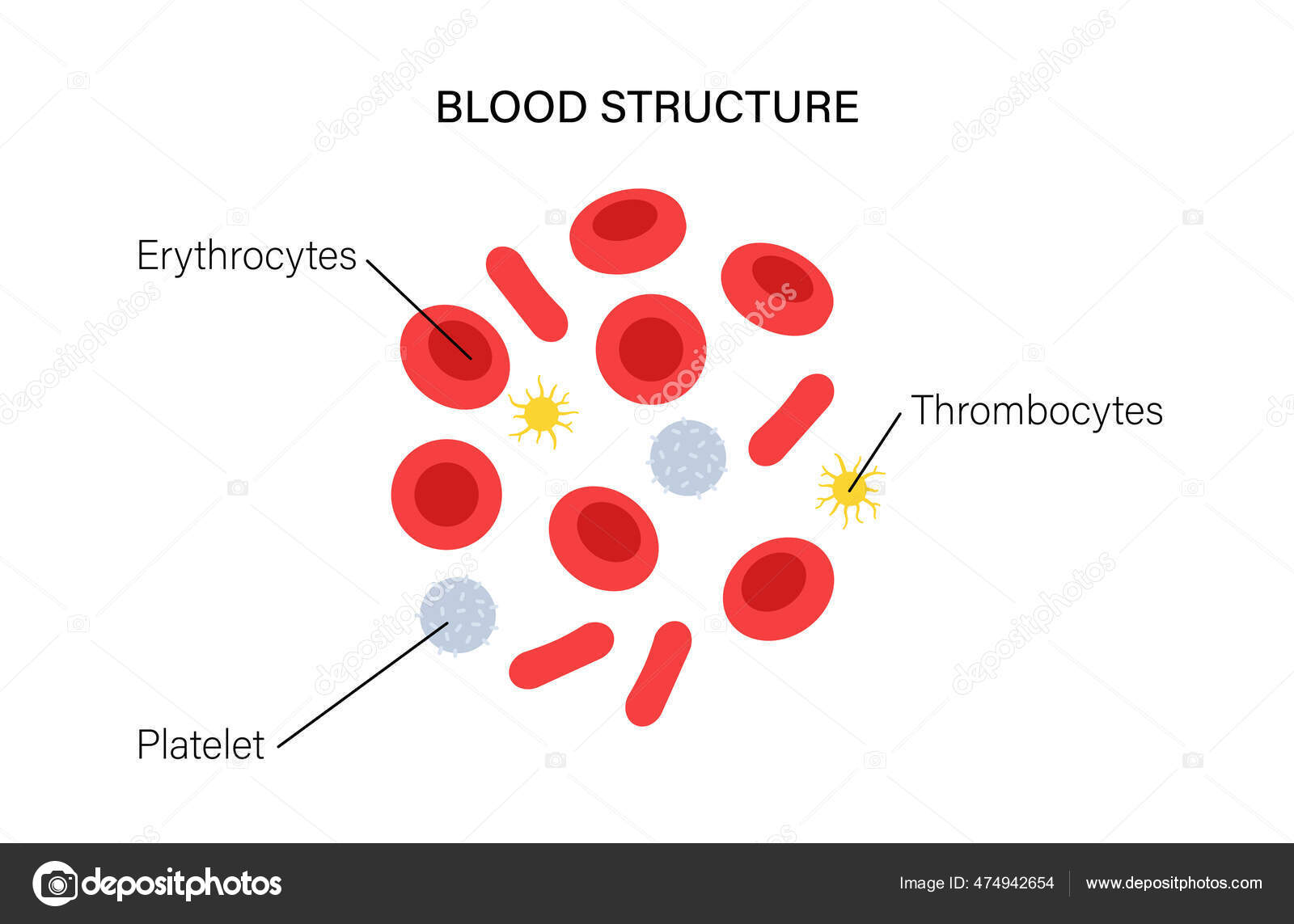 Blood structure concept Stock Vector by ©Pikovit 474942654
