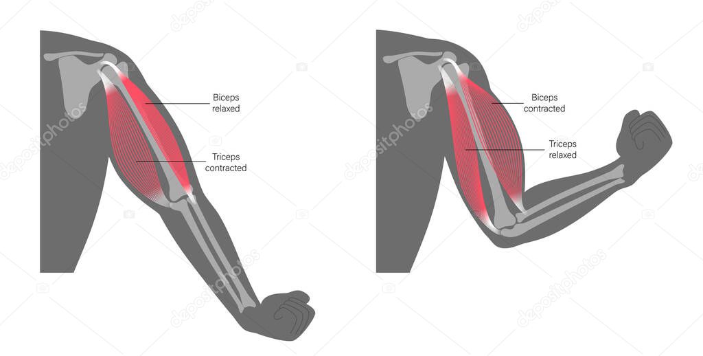 Anatomía de bíceps y tríceps Vector de stock por ©Pikovit 474943002