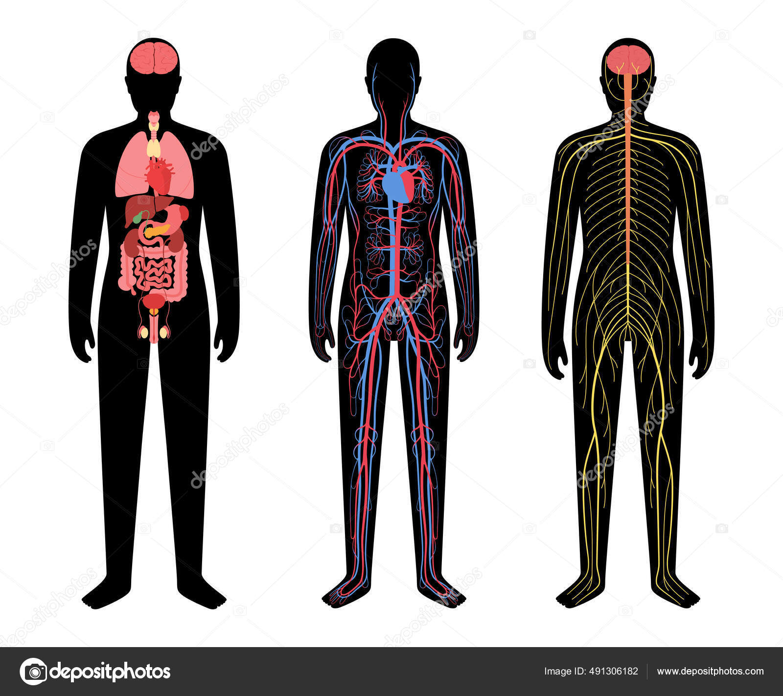 Systèmes du corps humain image vectorielle par Pikovit © Illustration ...