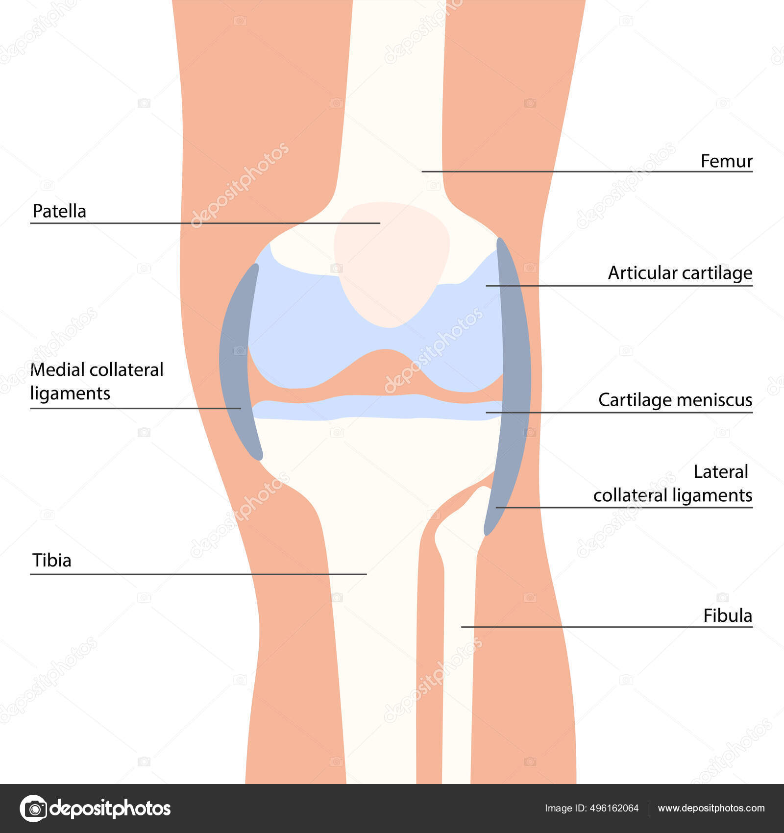 Anatomía del hueso de la rodilla Vector de stock #496162064 de ©Pikovit