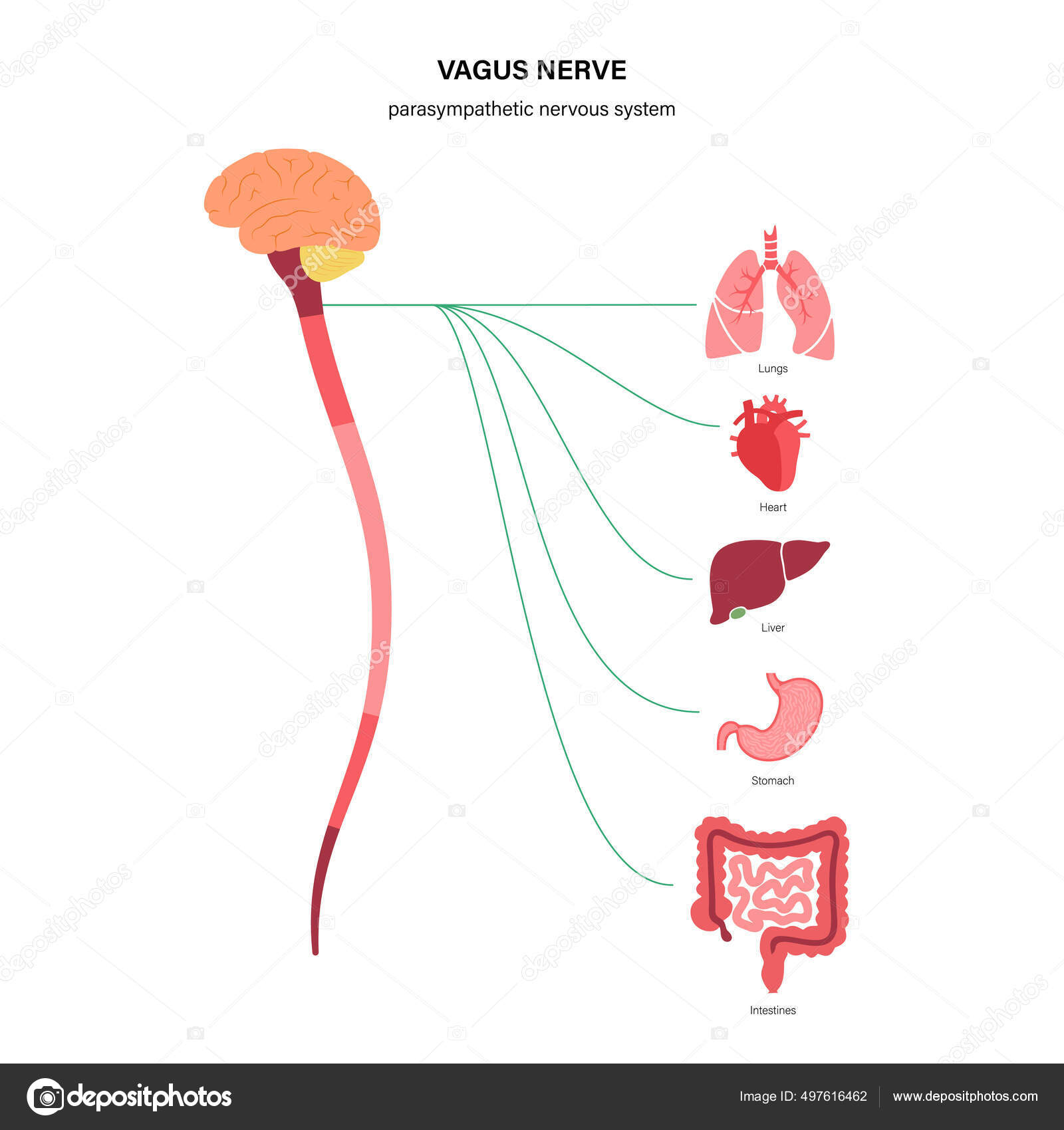 Diagrama del nervio vago Vector de stock #497616462 de ©Pikovit