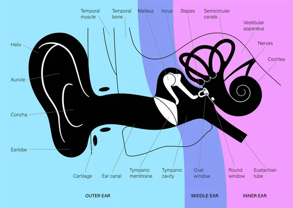 100,000 Vestibular system Vector Images | Depositphotos