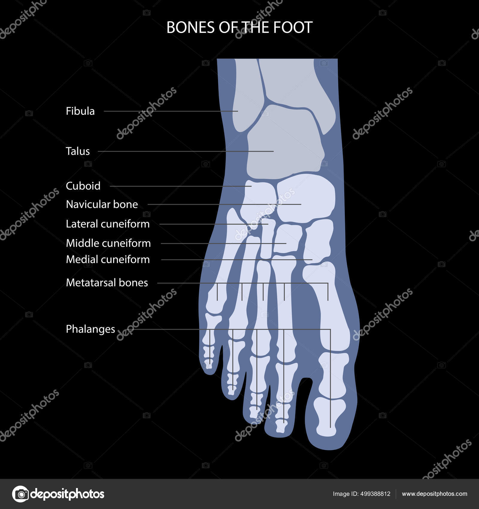 Anatomia dos ossos do pé Stock Vector by ©Pikovit 499388812