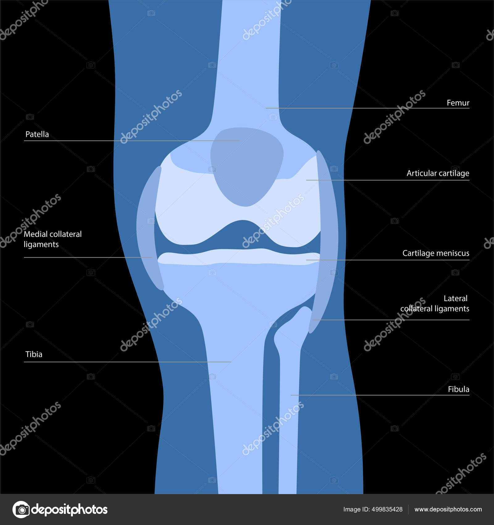 Anatomía del hueso de la rodilla vector, gráfico vectorial © Pikovit ...