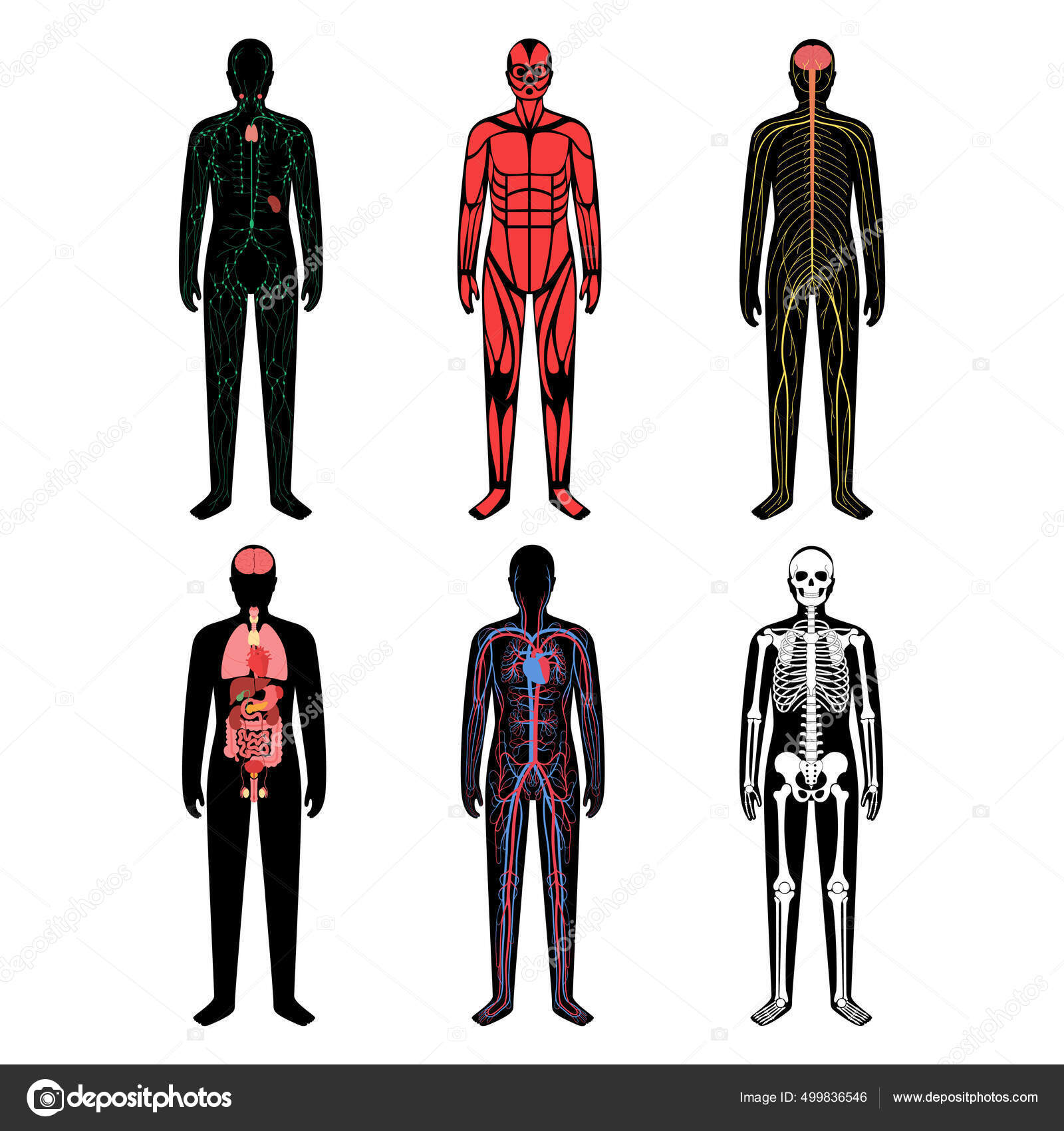 Human body systems Stock Vector Image by ©Pikovit #499836546
