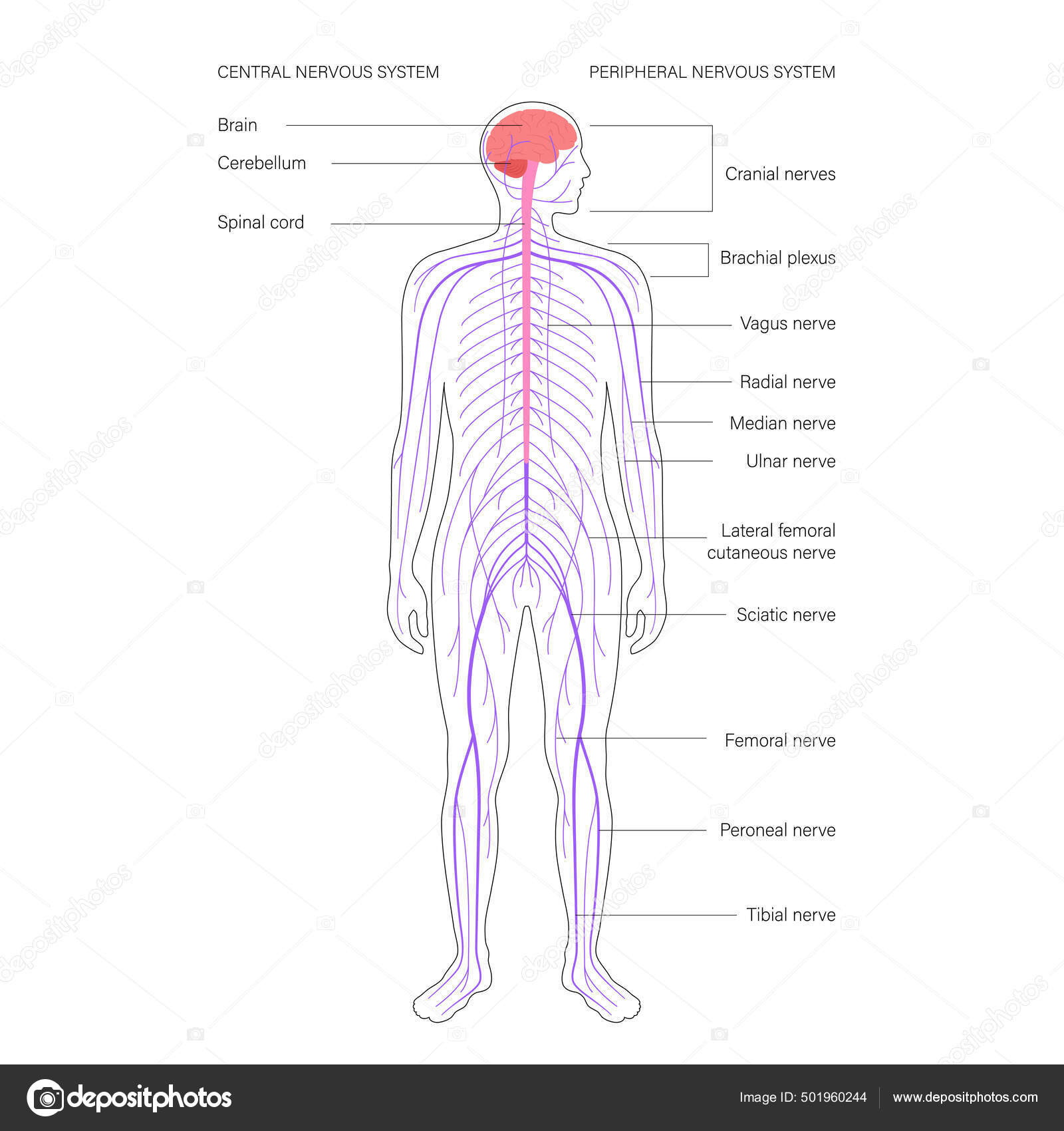 Nervous System Diagram Blank