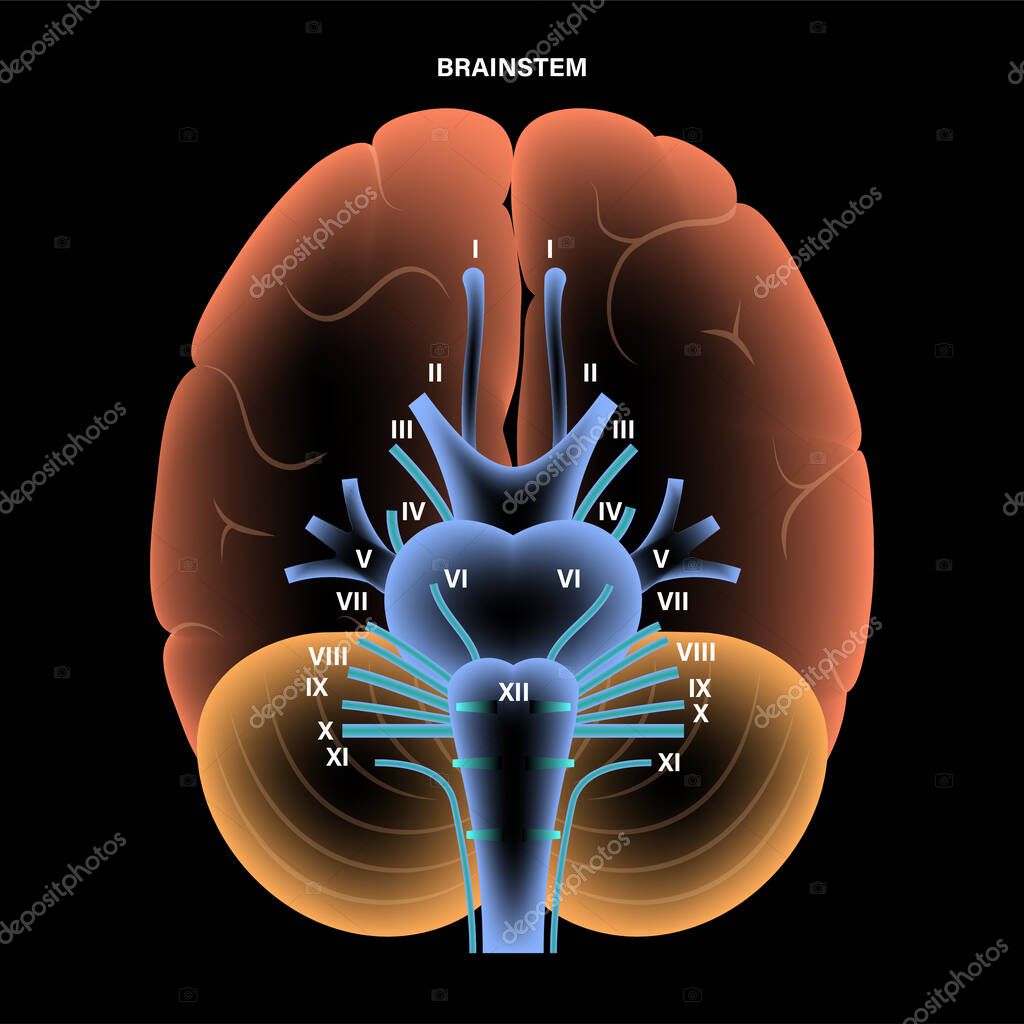 Diagrama de nervios craneales Vector de stock por ©Pikovit 501960734