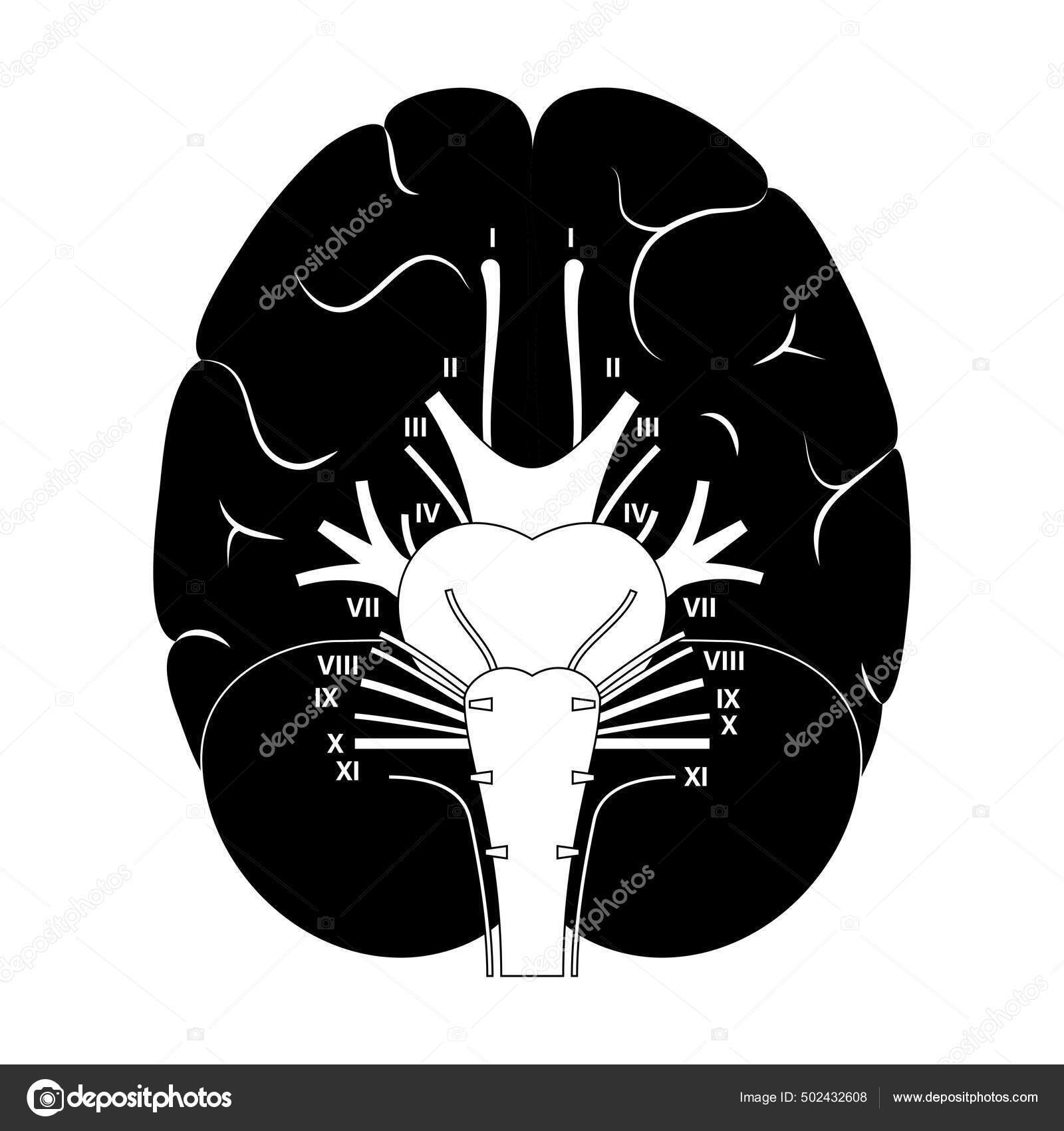 Cranial nerves diagram Stock Vector by ©Pikovit 502432608