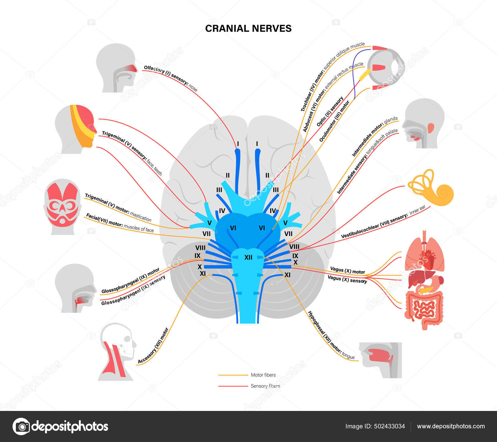 Schema van de craniale zenuwen vectorafbeelding door © Pikovit ⬇ Vectorstock #502433034