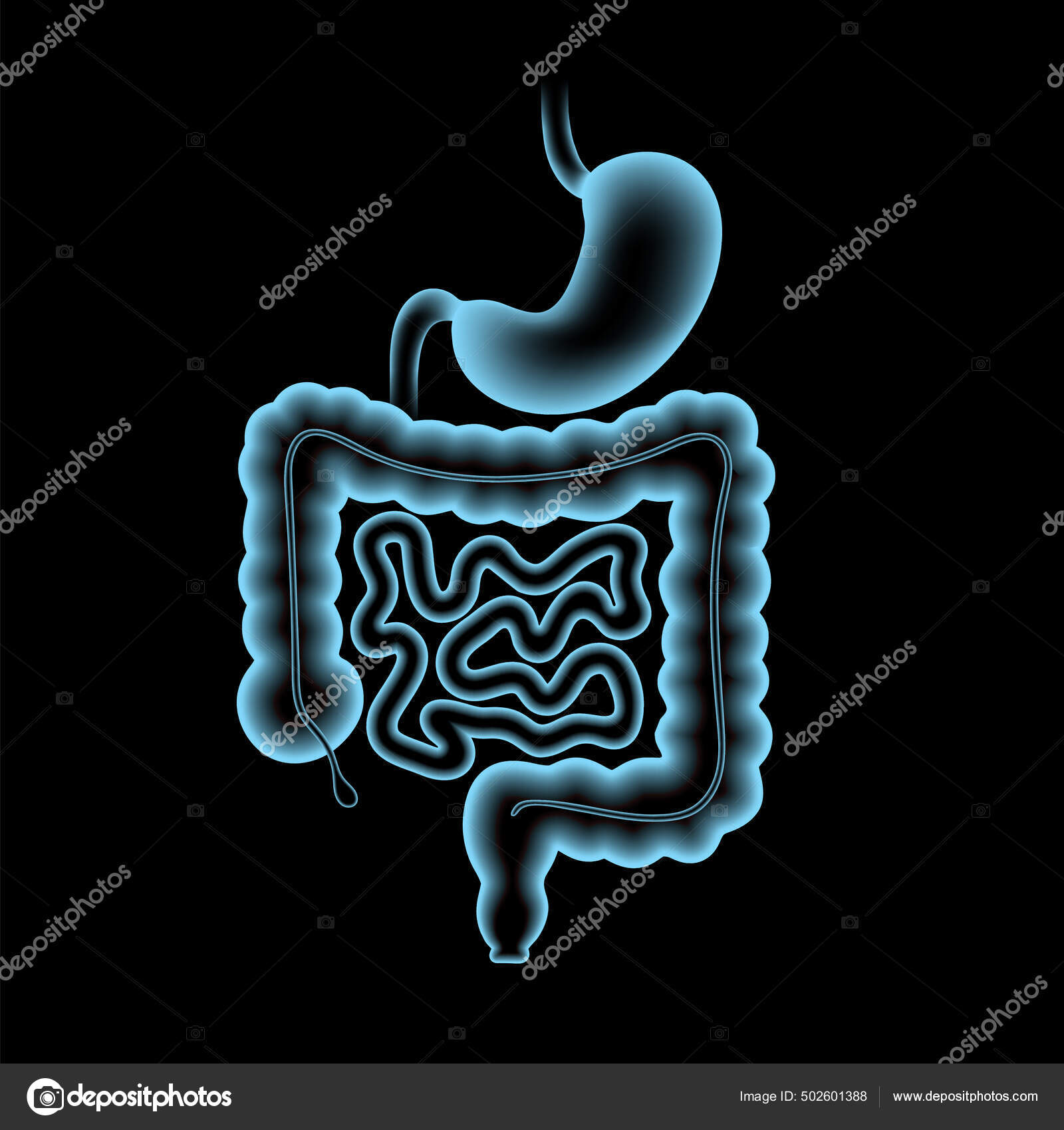 Digestive tract anatomy Stock Vector Image by ©Pikovit #502601388